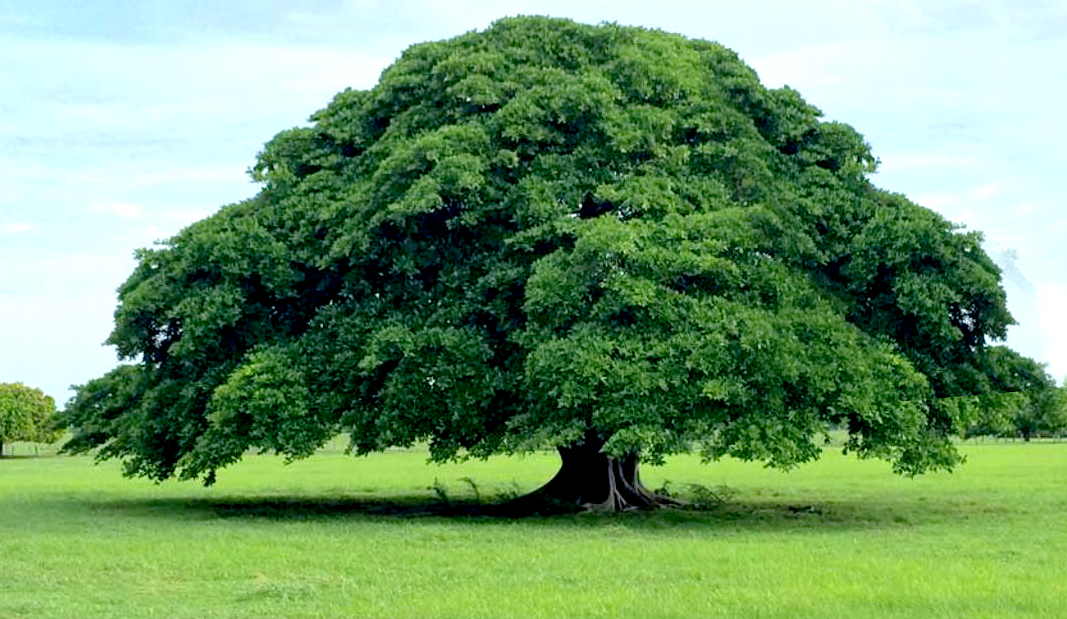 ¿Cómo es un árbol de madroño? – Rumbera Fm