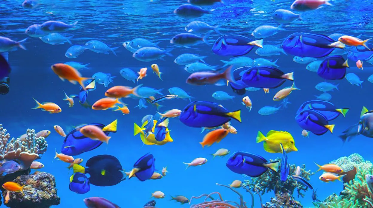 Descubre el Profundo Significado de Soñar con Peces en 2024 – Rumbera Fm